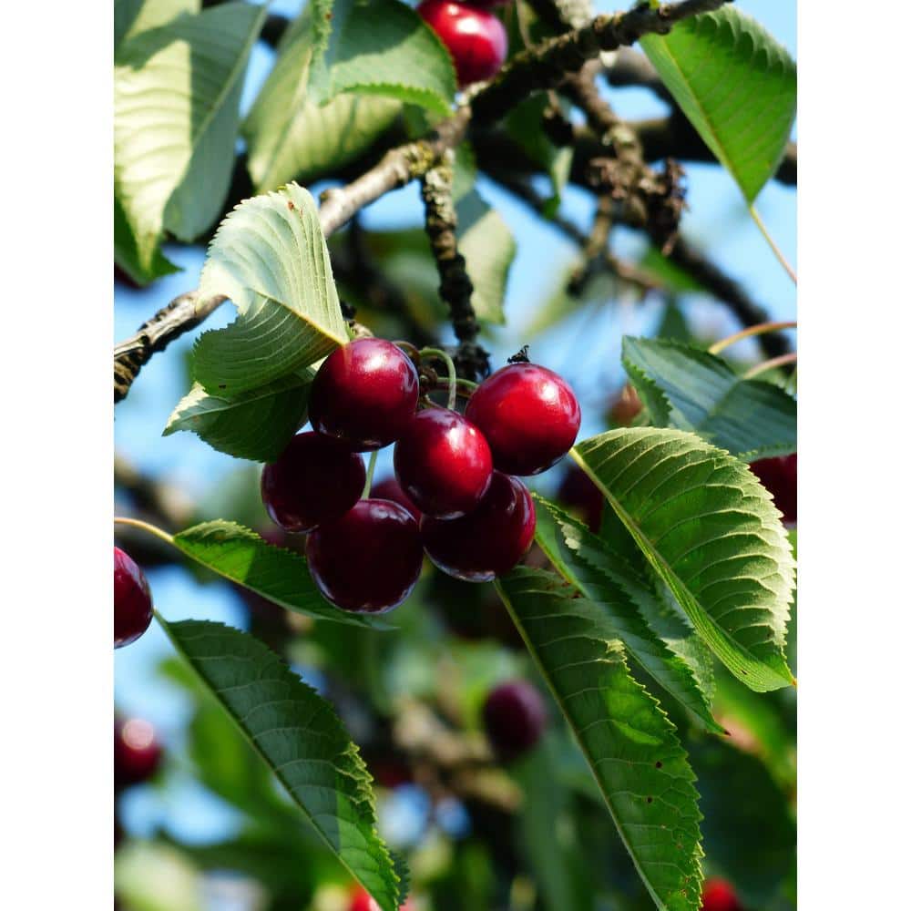 3 ft. Lapins Cherry Semi Dwarf Tree with Abundant | Ubuy Nepal