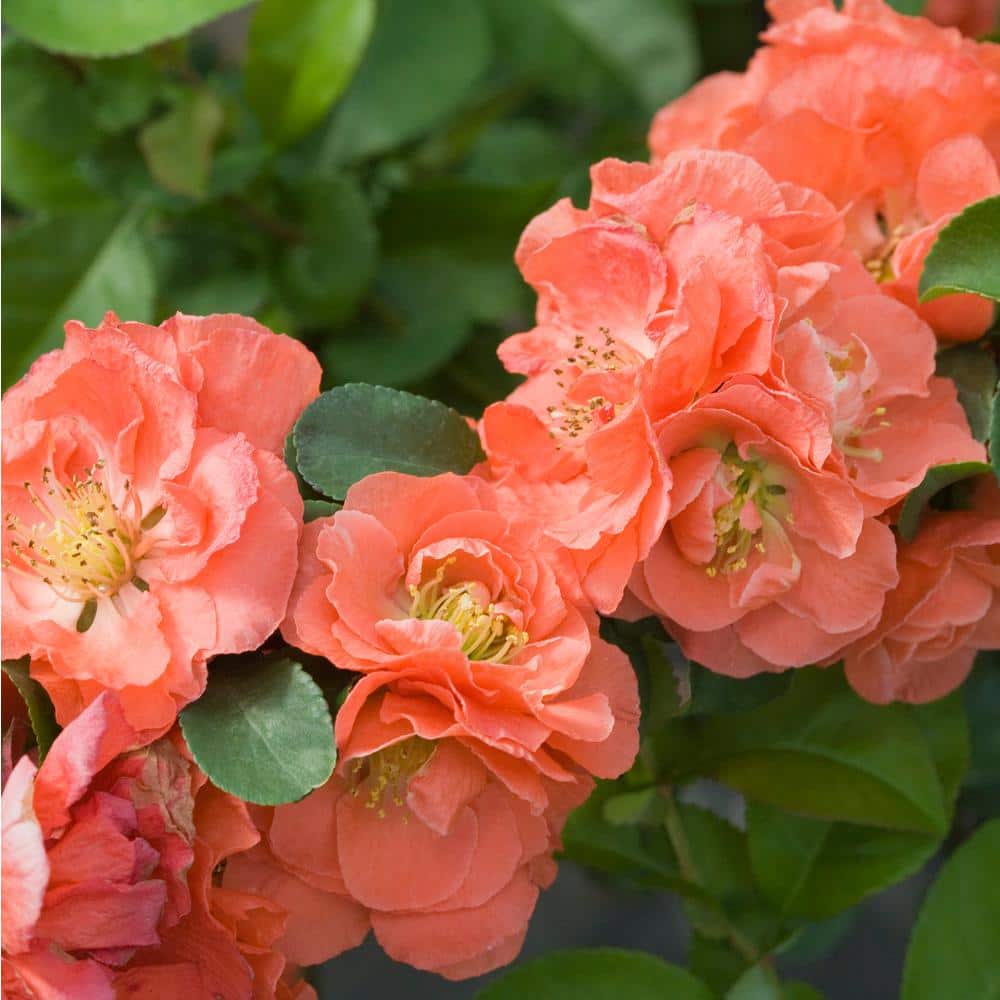 PROVEN WINNERS 4.5 in. Qt. Double Take Peach Quince (Chaenomeles ...