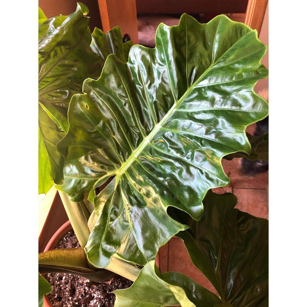 Wekiva Foliage Low Rider Alocasia-4 Live Starter Plants in 2 in. Pots ...