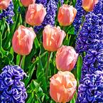 Van Bourgondien Apricot Beauty Single Early Tulip Bulbs (25-Pack) 88159 - The Home Depot
