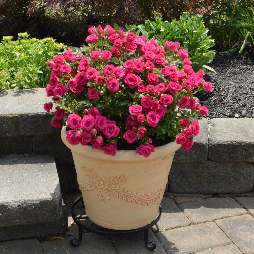 Reviews for Sunblaze 2 gal. Sunblaze Dragon Fruit Mini Rose with Dark Pink Flowers | Pg 1 - The ...