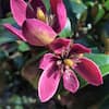 SOUTHERN LIVING 2 Gal. Stellar Ruby Magnolia Shrub (Banana Shrub), Live ...