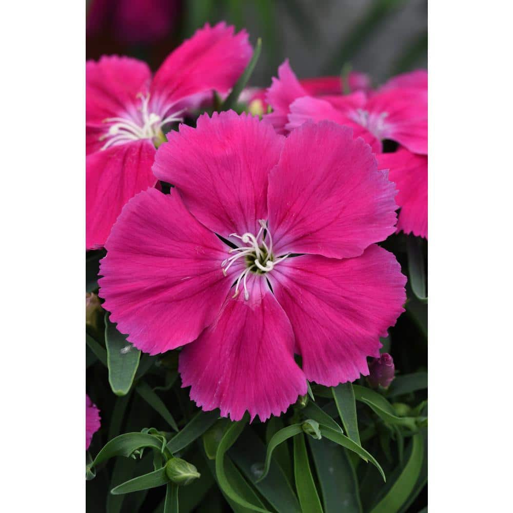 1.27 qt. Rose-Pink Dianthus Plant (6-Pack) 601607 - The Home Depot
