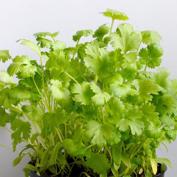 Pennington 6 in. Santo Cilantro Plant (2-Pack) PVCIL6SAN2PK - The Home ...