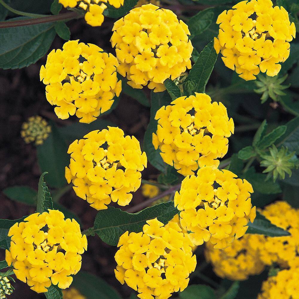 Vigoro 2.5 Qt. Lantana Bandito Plant with Lemon Zest Flowers 1002914197 ...