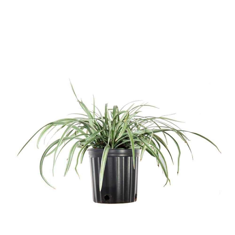 Aztec Grass Shrub ini 1 gal. Grower's Pot THD00011 - The Home Depot