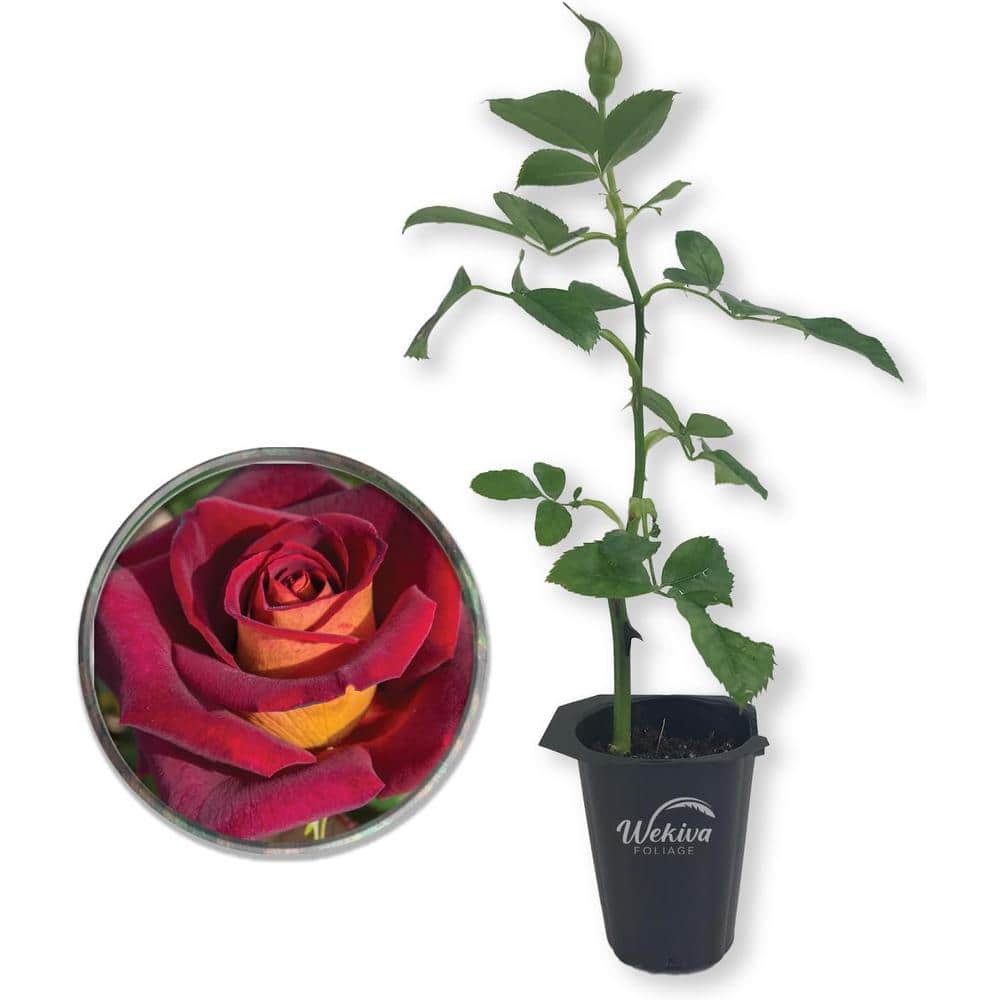 Wekiva Foliage Dark Night Rose Bush-Live Starter Plant in a 2 Inch Pots ...