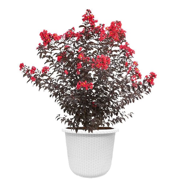 BLACK DIAMOND 1 gal. Radiant Red Deciduous Flowering Crape Myrtle Tree ...
