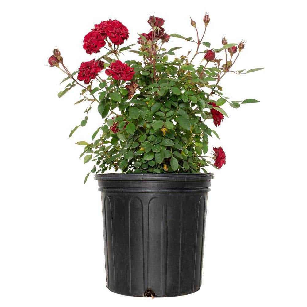 Sunblaze 2 Gal. Sunblaze Red Mini Rose Bush with Red Flowers HD1793 ...