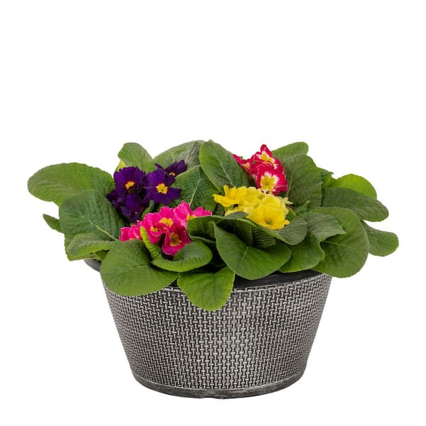 METROLINA GREENHOUSES 1 Gal. Primrose in Deco Table Top Planter ...