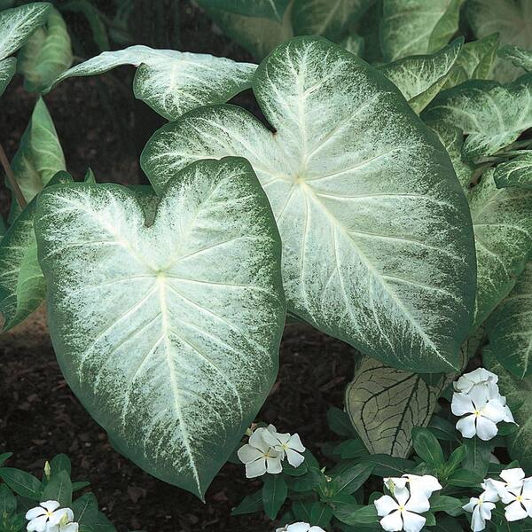 Vigoro 2.5 qt. Caladium Strap Leaf Plant with White/Green Folliage ...