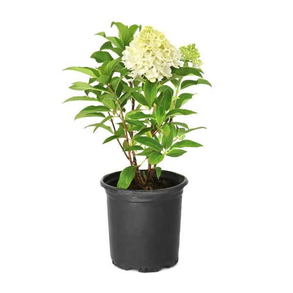 national PLANT NETWORK 1 gal. Hydrangea Limelight Shrub with White ...