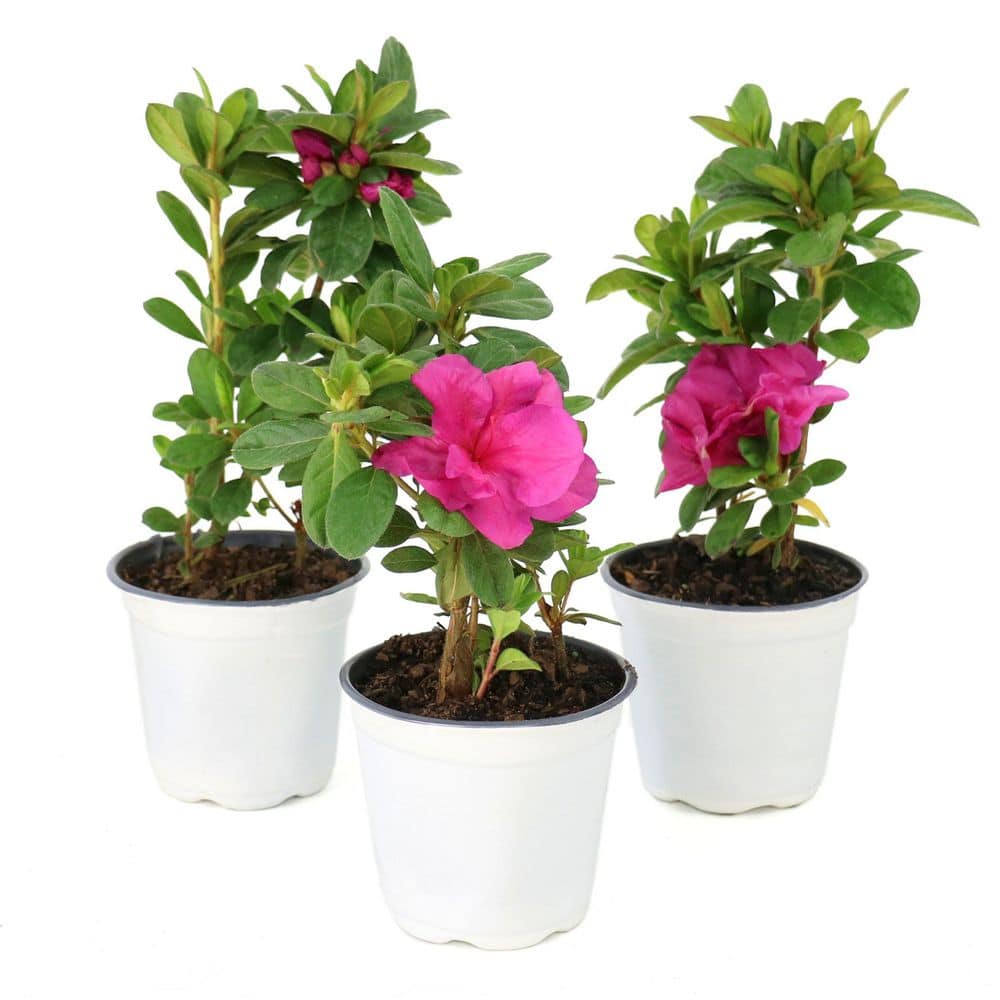 national PLANT NETWORK 4 in. Azalea FlorAmore Hot Pink Shrub (3-Pack ...