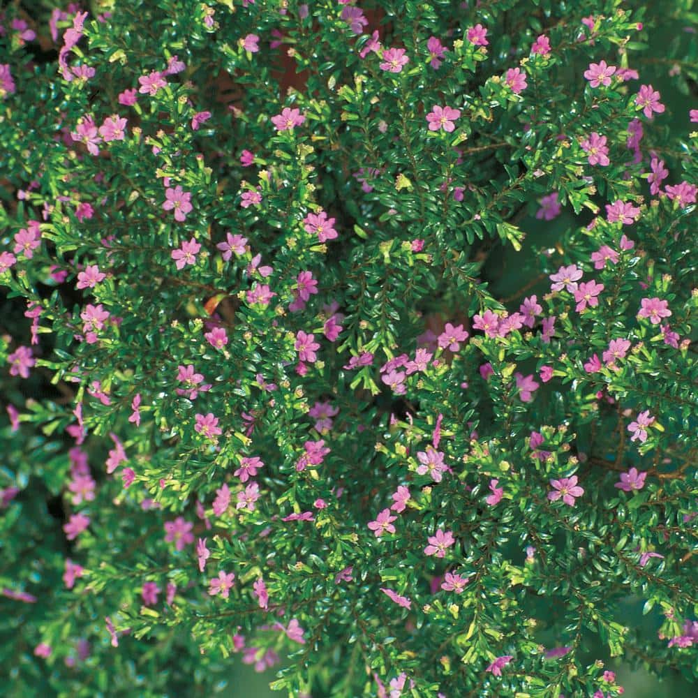 10 in. Lavender False Heather Plant 7987 - The Home Depot