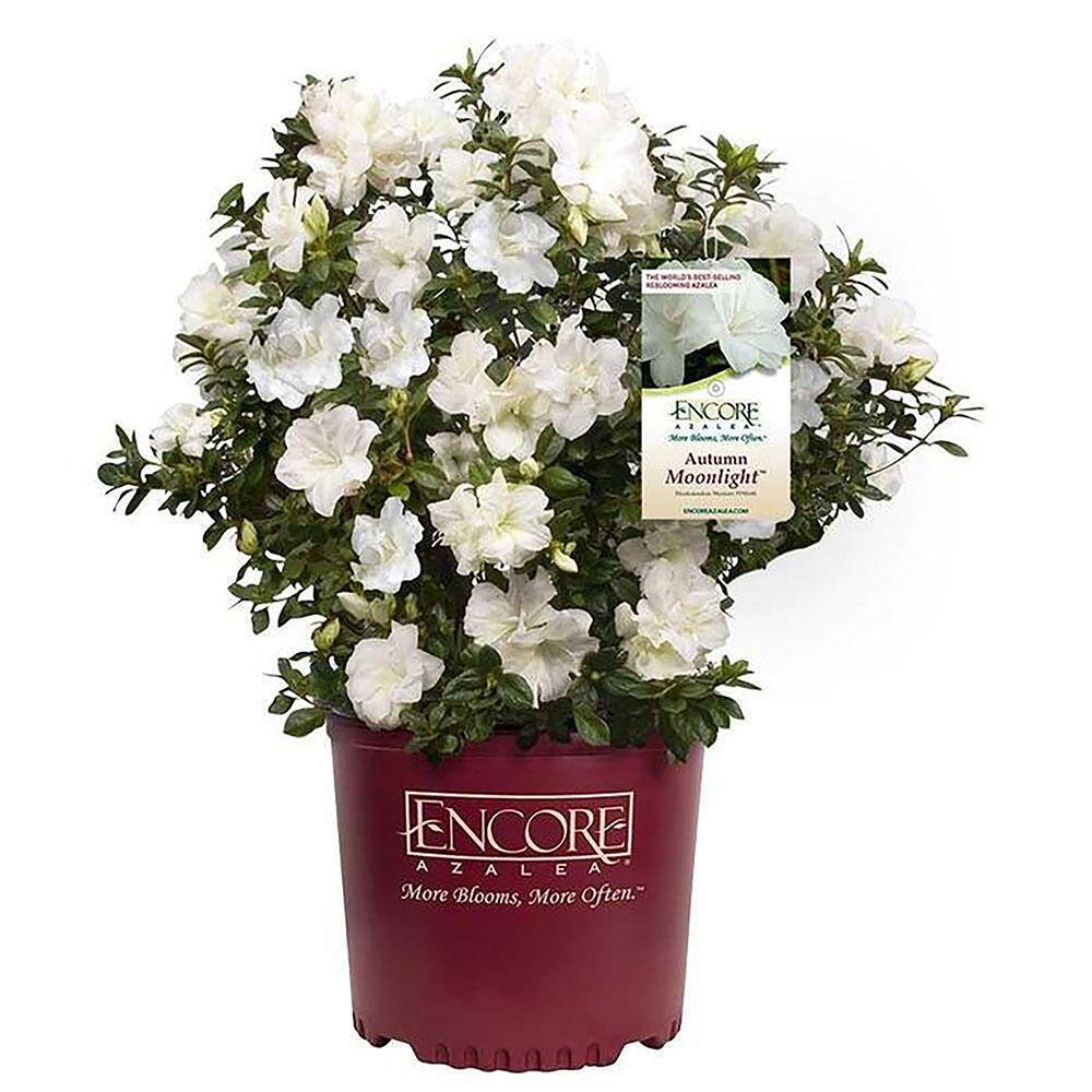 ENCORE AZALEA 1 gal. Autumn Moonlight Shrub with White Flowers 10365 ...