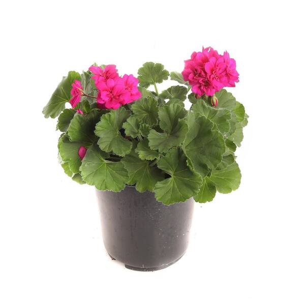 PLANTS BY POST 2 Gal. Purple Geranium Plant 748179530163 - The Home Depot