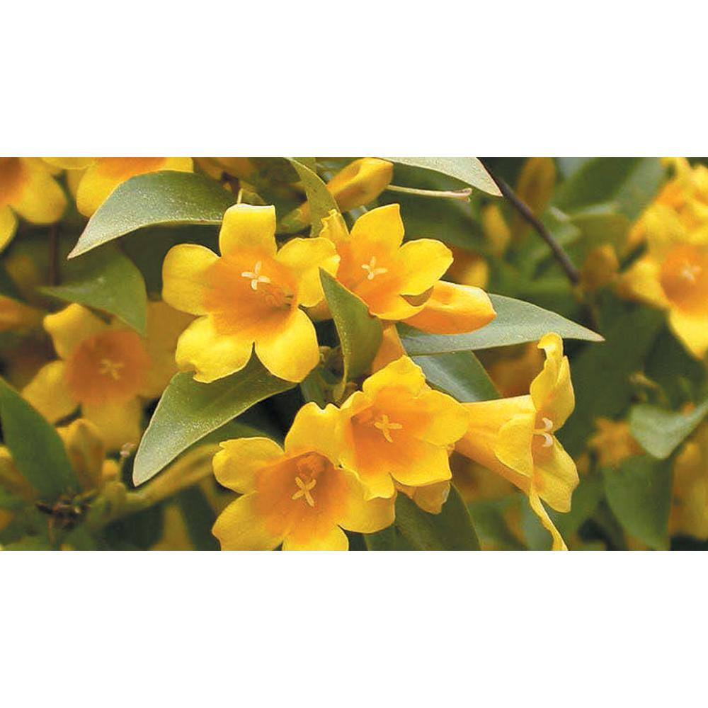 Yellow Jasmine Flower