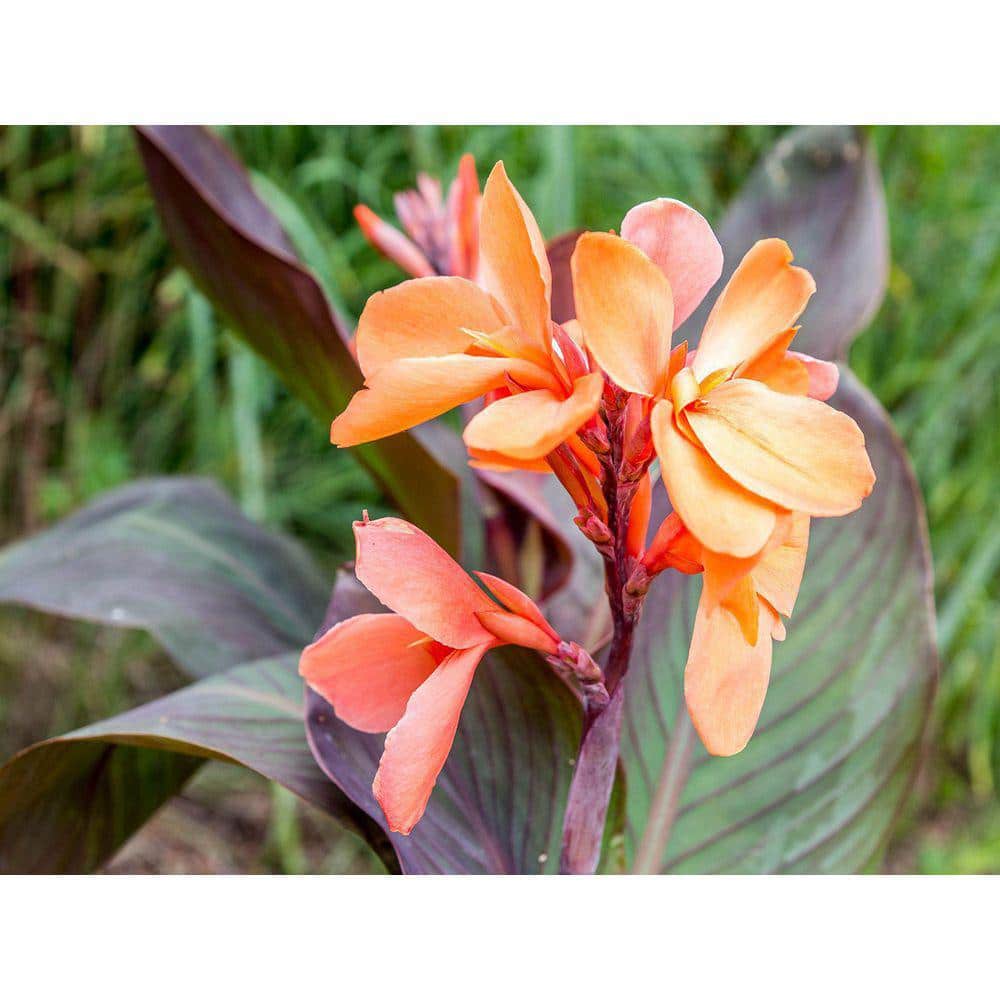 ALTMAN PLANTS 1.5G (5.67L) Cp Canna Lily Pretoria Plant 1006122768 ...