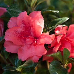 ENCORE AZALEA 2 Gal. Autumn Coral Azalea Shrub with Reblooming Bicolor ...