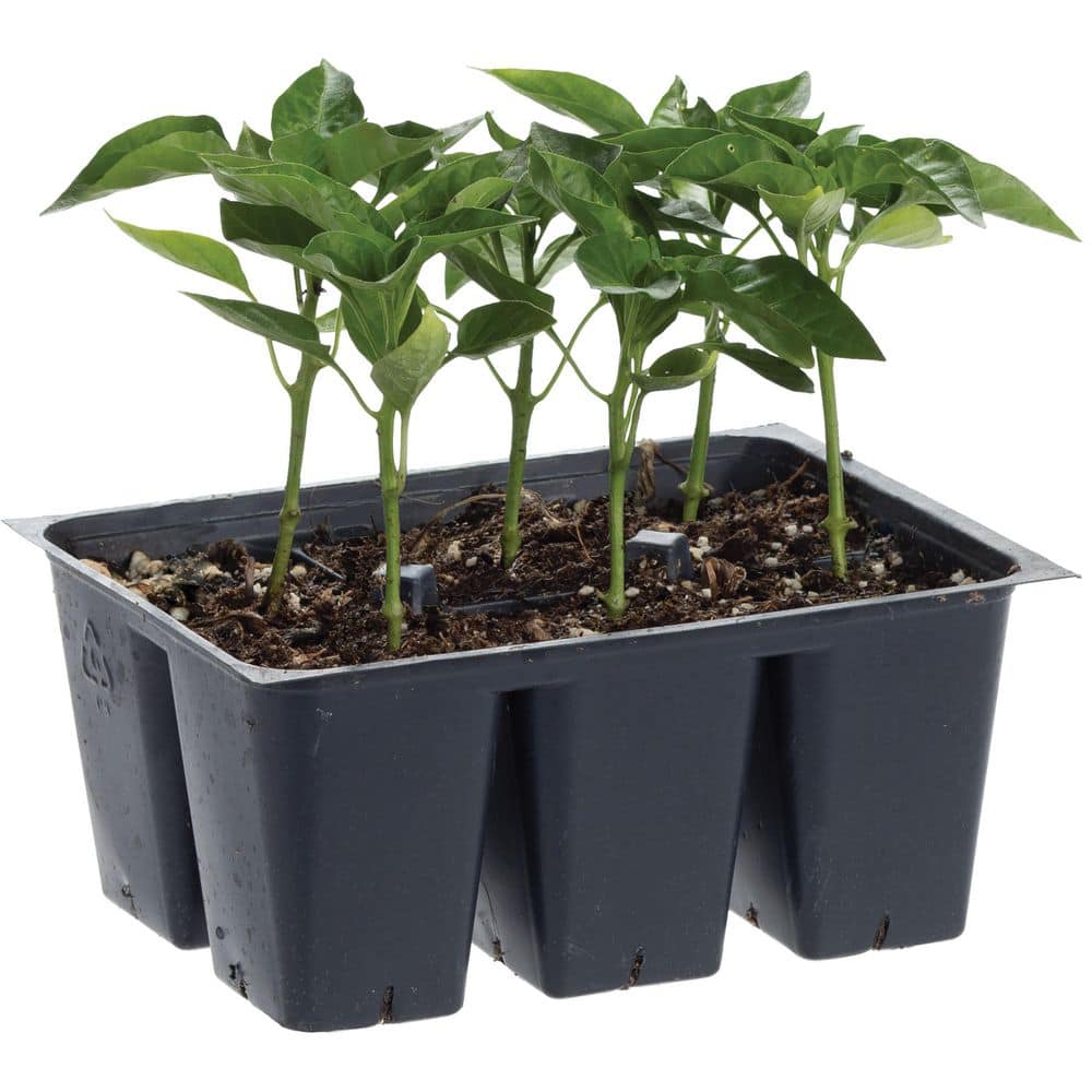 Reviews for Bonnie Plants 1.19 qt. Green Bell Sweet Pepper Plant (6 ...