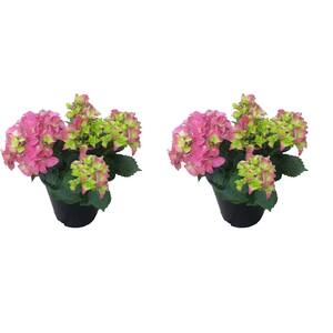 BUTTERFLY CANDY 1.5 Gal. Lil' Raspberry Butterfly Bush (Buddleia) Live ...