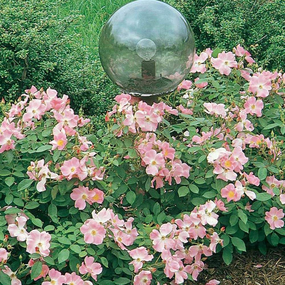 Spring Hill Nurseries 2 in. Pot, Nearly Wild Shrub Rose, Live Potted ...