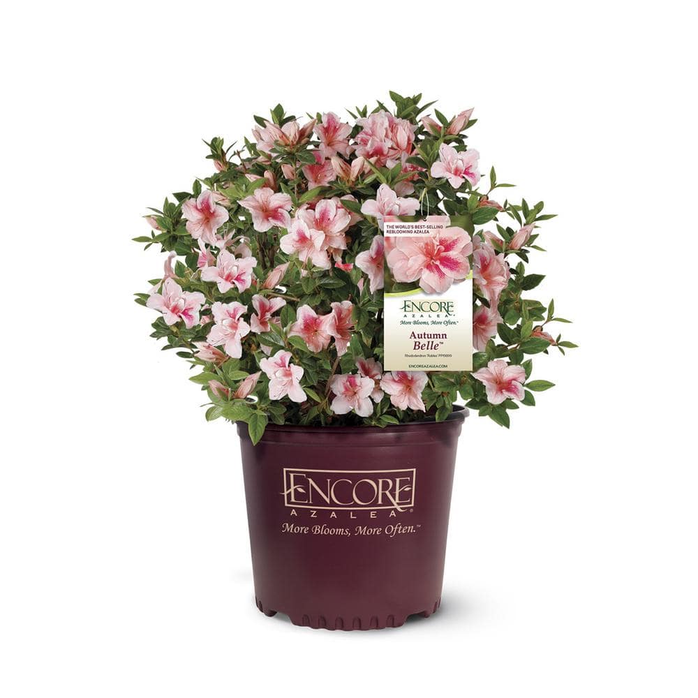 ENCORE AZALEA 2 Gal. Autumn Belle Shrub with Pinkish White Flowers ...