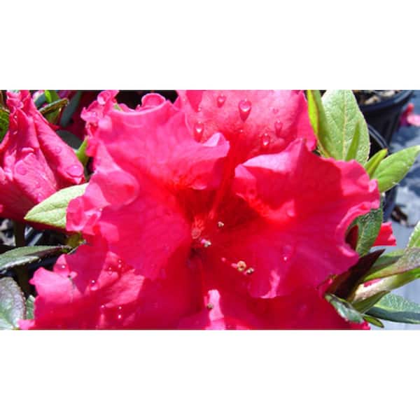 National Plant Network 2.25 Gal. Red Ruffle Azalea Plant with Red ...