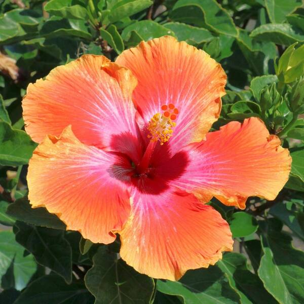 national PLANT NETWORK 2 gal. Hibiscus Fiesta Braided Annual Tree Plant ...