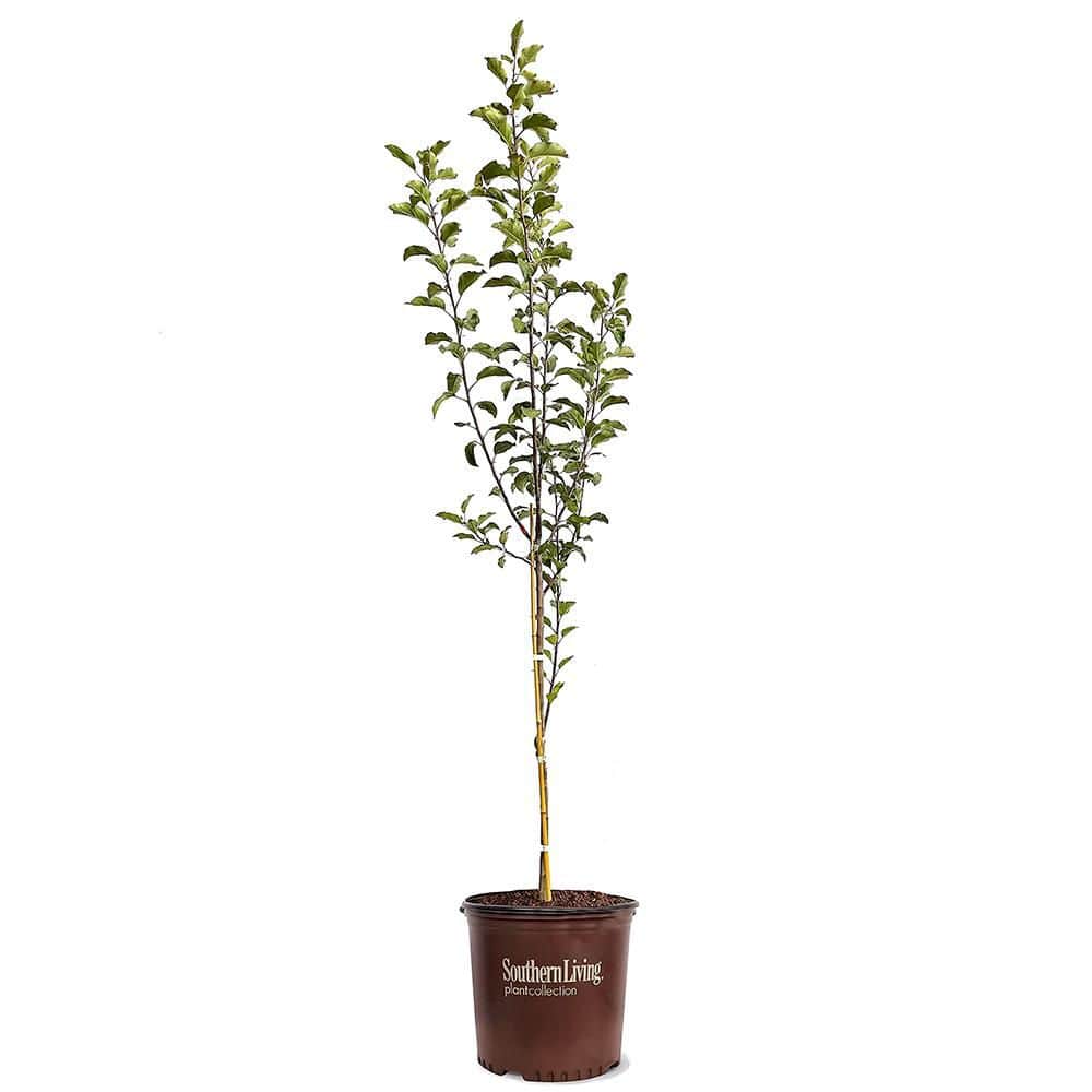 5 gal. Honey Crisp Apple Tree APPHON05GSL - The Home Depot