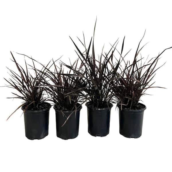 Alder & Oak #1 Container 'Platt's Black' Flax Grass Plants (4-Pack ...