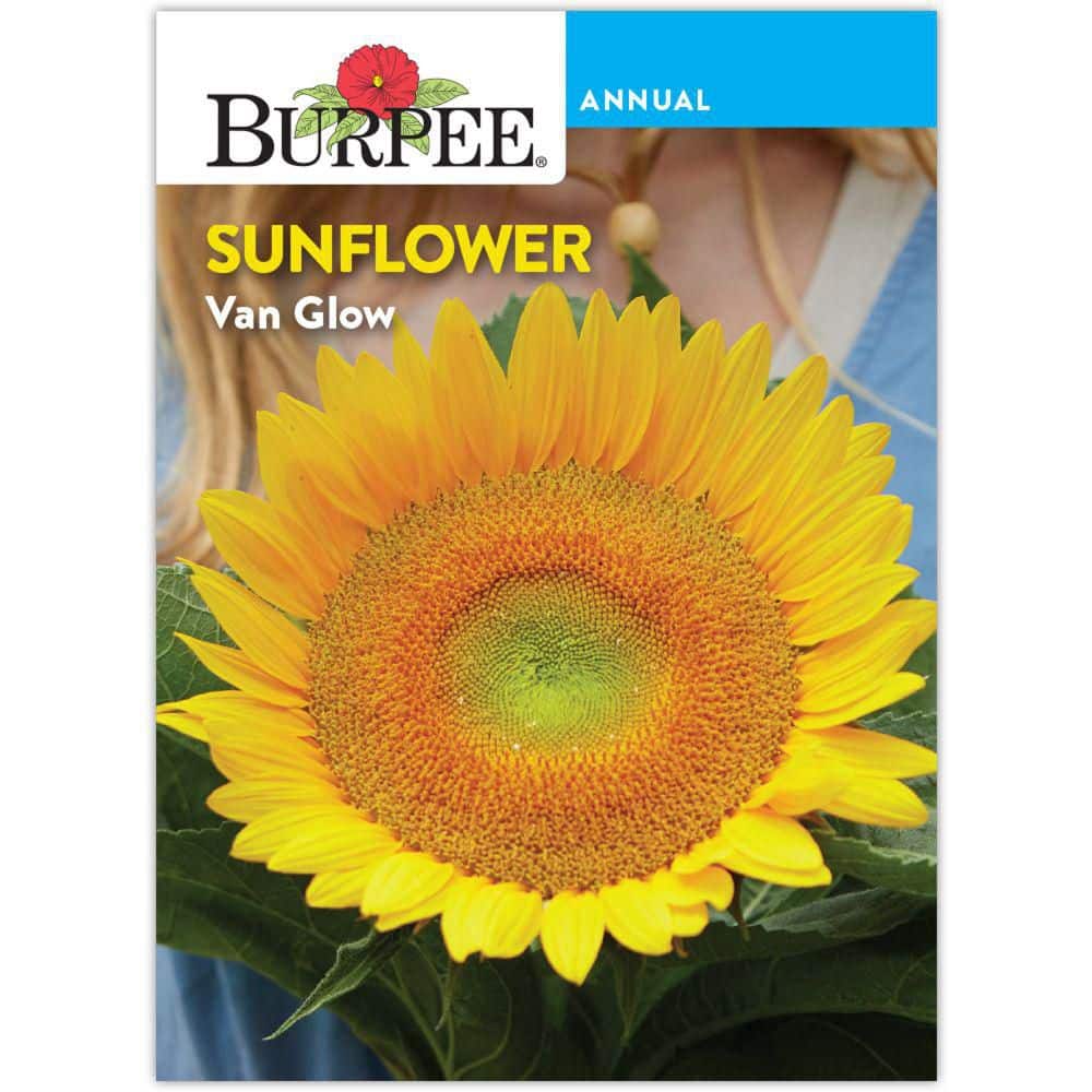 Burpee Sunflower Van Glow Seed 34362 - The Home Depot
