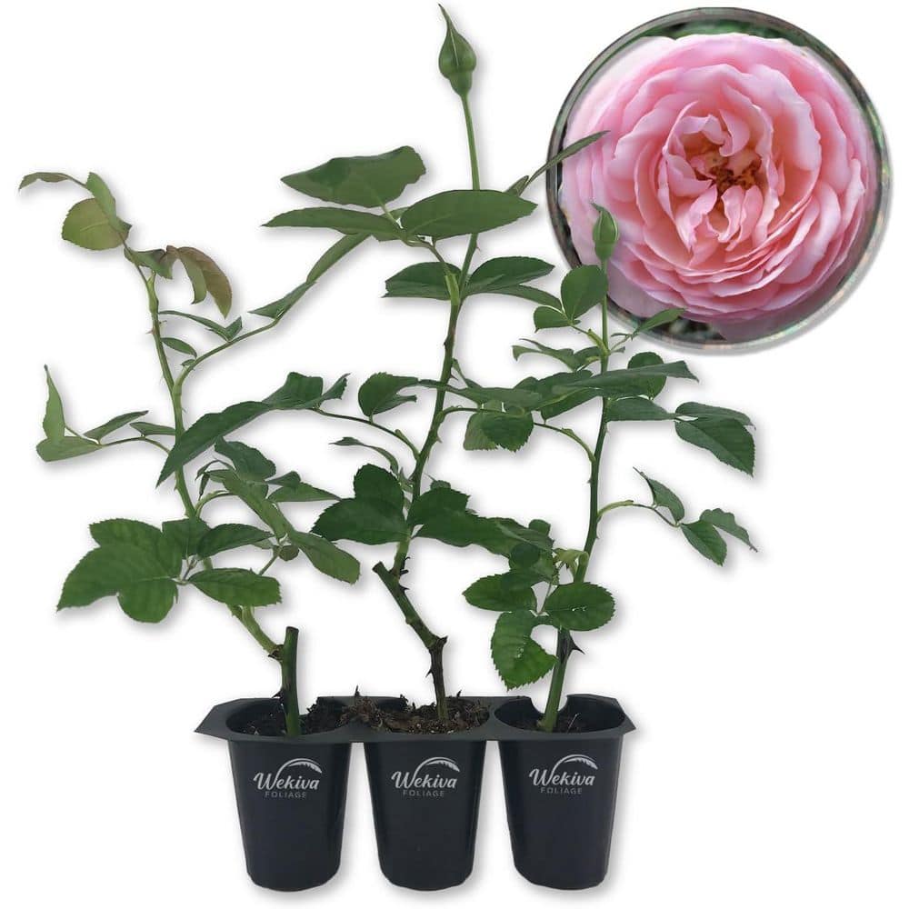Wekiva Foliage Josephine Land Rose Bush 3-Live Starter Plants in 2 in ...