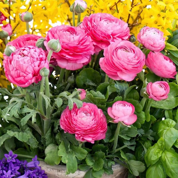 national PLANT NETWORK Pink Peony Ranunculus Plant Bulb Kit HD1642 ...