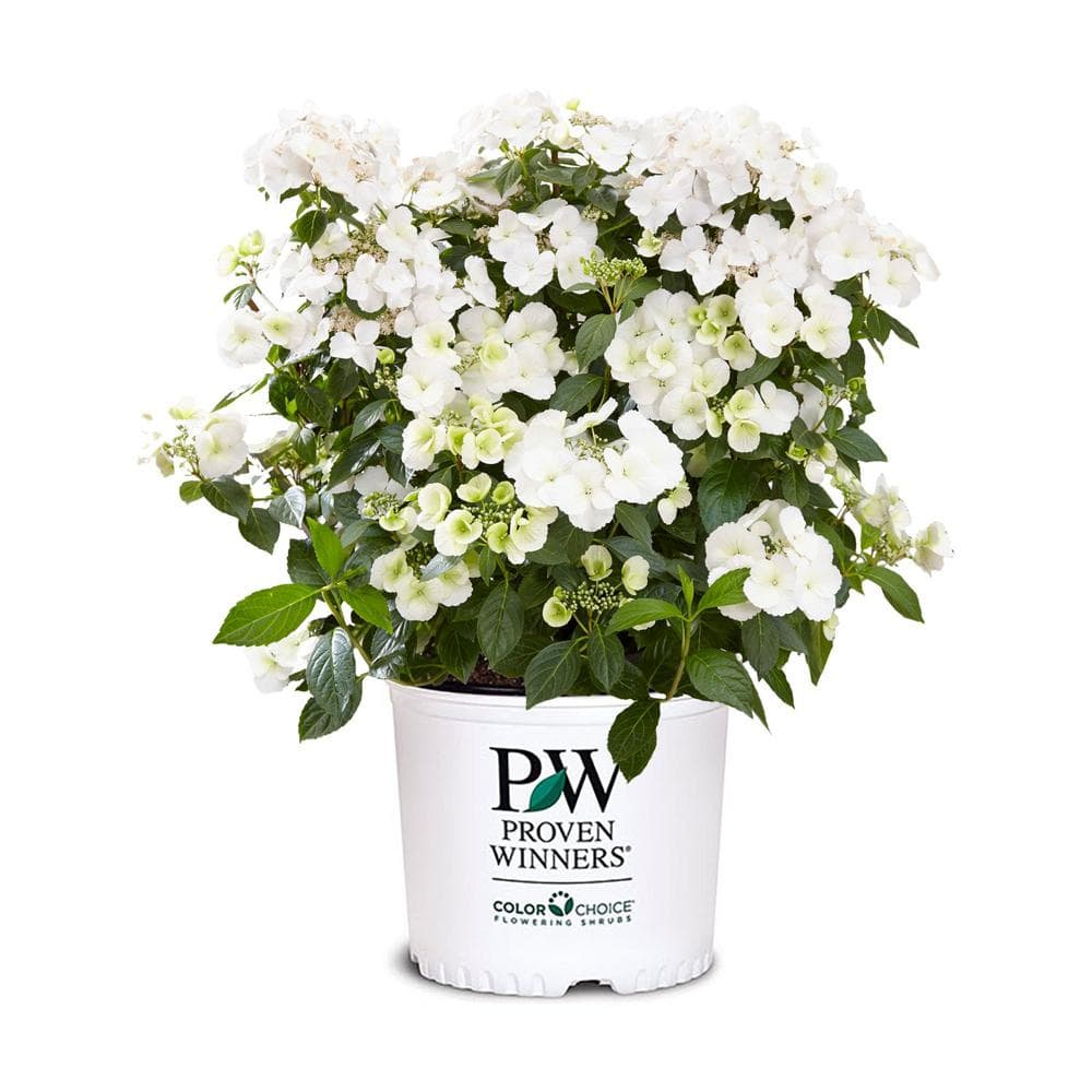 PROVEN WINNERS 2 Gal. Fairytrail Bride Hydrangea Shrub with White ...