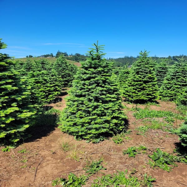 Noble Fir Tree Choosing Your Perfect Tree – U Cut And U Choose