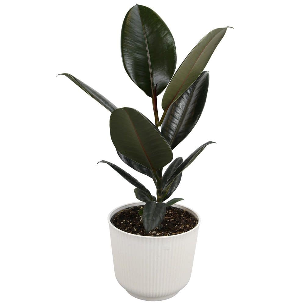 ALTMAN PLANTS Ficus Burgundy Rubber Plant, 6 in. White Decorative Pot ...