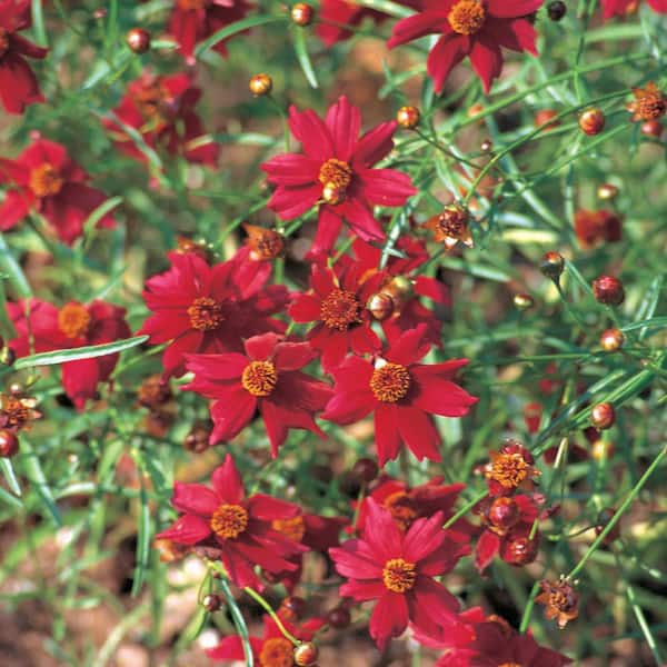 ALTMAN PLANTS 1.5 Gal. Coreopsis Plant with Red Flowers 1004884256 ...