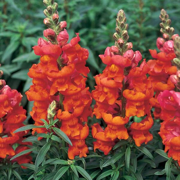 Vigoro 2 qt. Snapdragon Snaptastic Orange Flame Orange Annual Plant ...