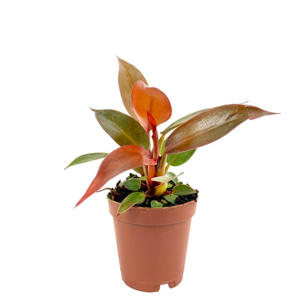 Wekiva Foliage Philodendron Sun Red - Live Plant in a 4 Inch Pot ...