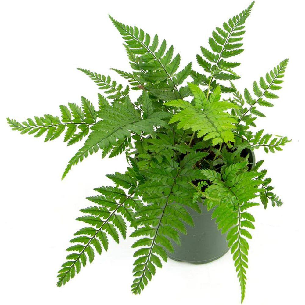 Wekiva Foliage Korean Rock Fern-3 Live Plants in 4 in. Grower's Pots ...
