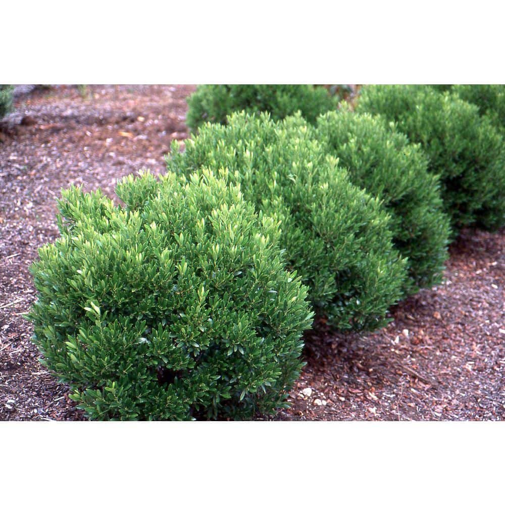 Online Orchards 1 Gal. Shamrock Holly Shrub (2-Pack) – Compact ...