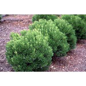 Online Orchards 1 gal. Dwarf English Laurel Shrub – Compact Evergreen ...