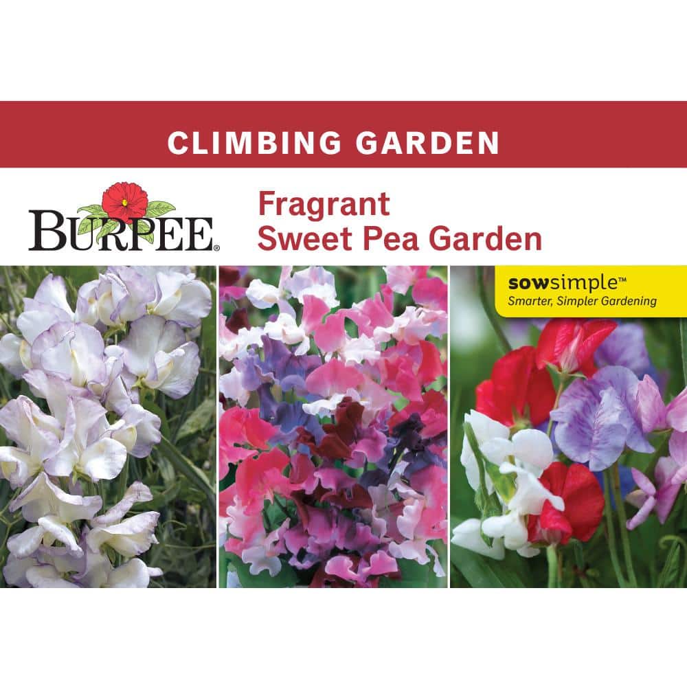 Burpee Climbing Garden, Fragrant Sweet Pea Seed 46032 - The Home Depot