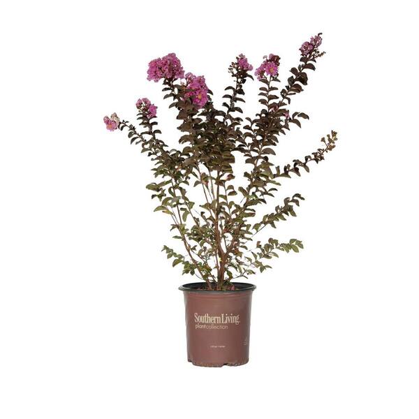 SOUTHERN LIVING 2 Gal. Delta Eclipse Crape Myrtle, Live Deciduous Shrub ...
