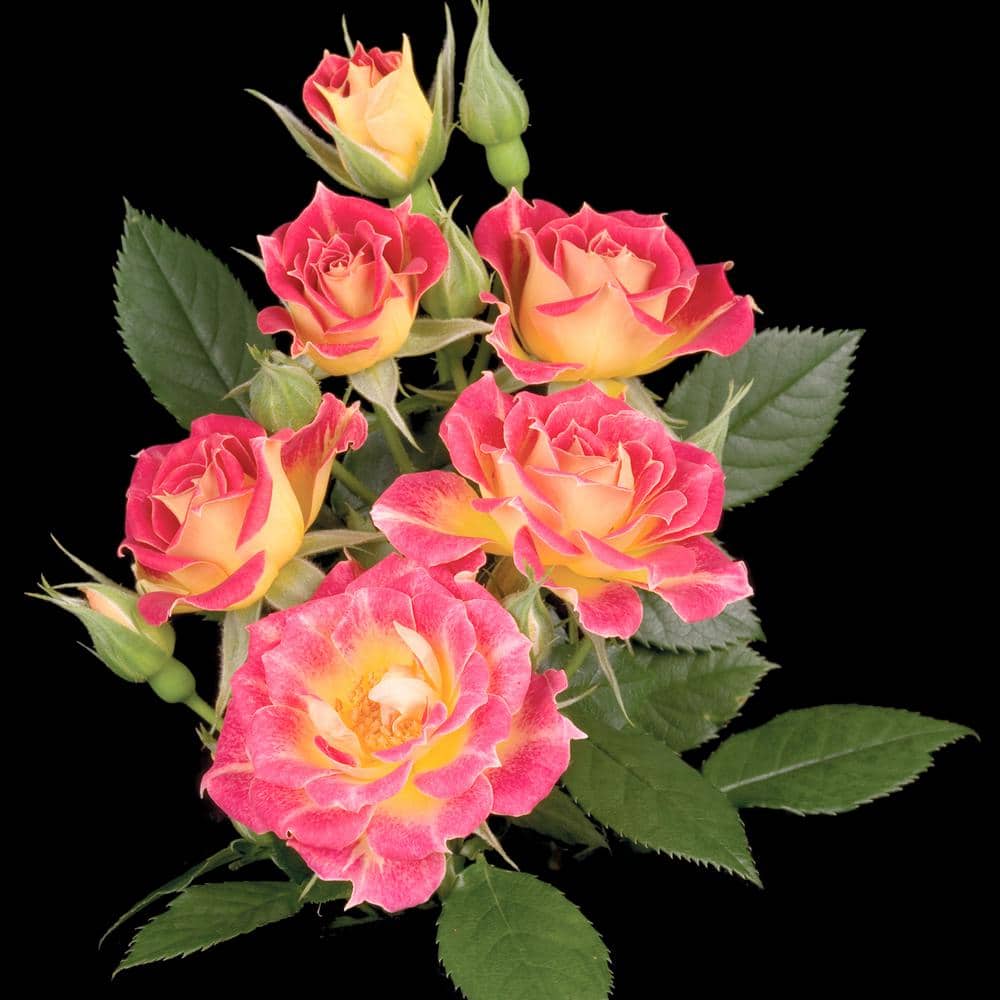 Spring Hill Nurseries Tiddly Winks Miniature Rose, Dormant Bare Root ...