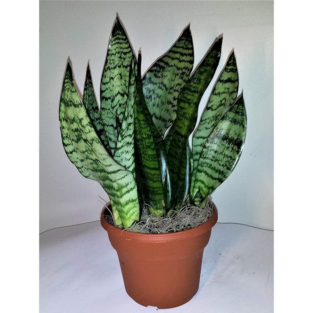 Wekiva Foliage Robusta Snake Plant - Live Plant in a 4 in. Pot ...