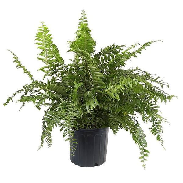 10 in. Macho Fern Plant with Green Foliage 15509 - The Home Depot