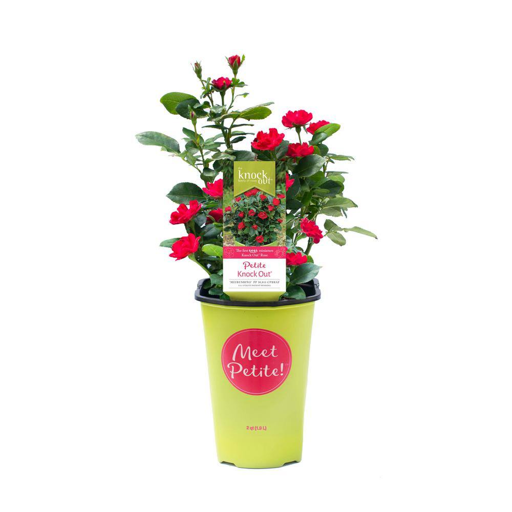 KNOCK OUT 2 Qt. Petite Knock Out Rose Bush with Fire Engine Red Flowers ...