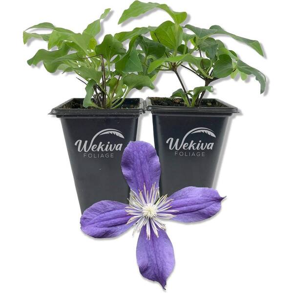 Wekiva Foliage Clematis Arabella 2-Live Starter Plants in 2 in. Growers ...